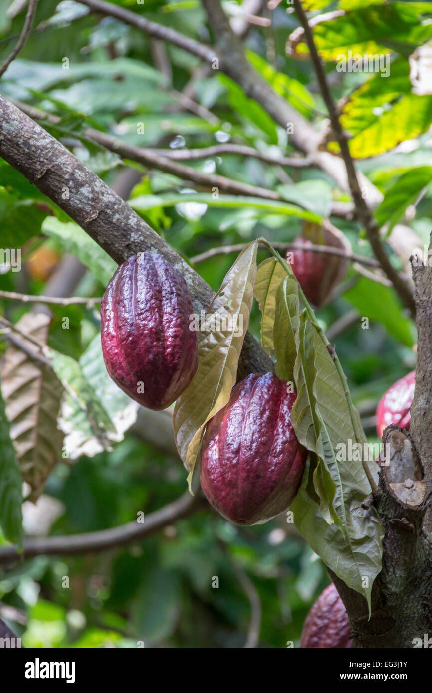 Dominican republic cacao hi-res stock photography and images - Alamy