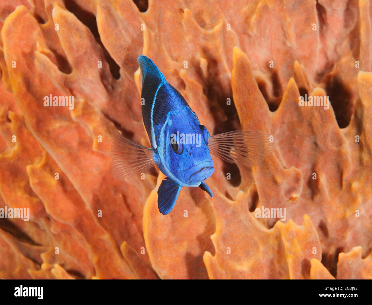 Indigo hamlet hi-res stock photography and images - Alamy