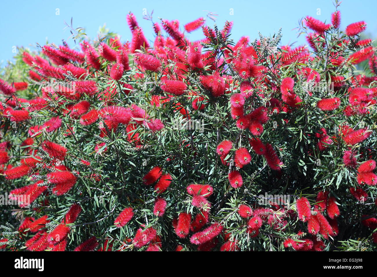 Callistemon hi-res stock photography and images - Alamy