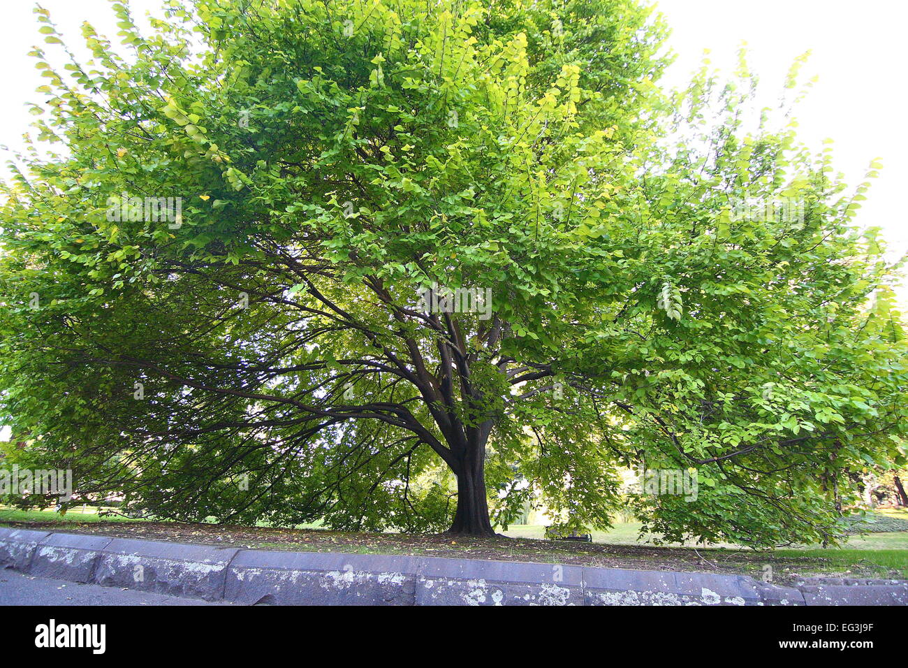 Big Old Tree with leaves touching the ground Stock Photo - Alamy