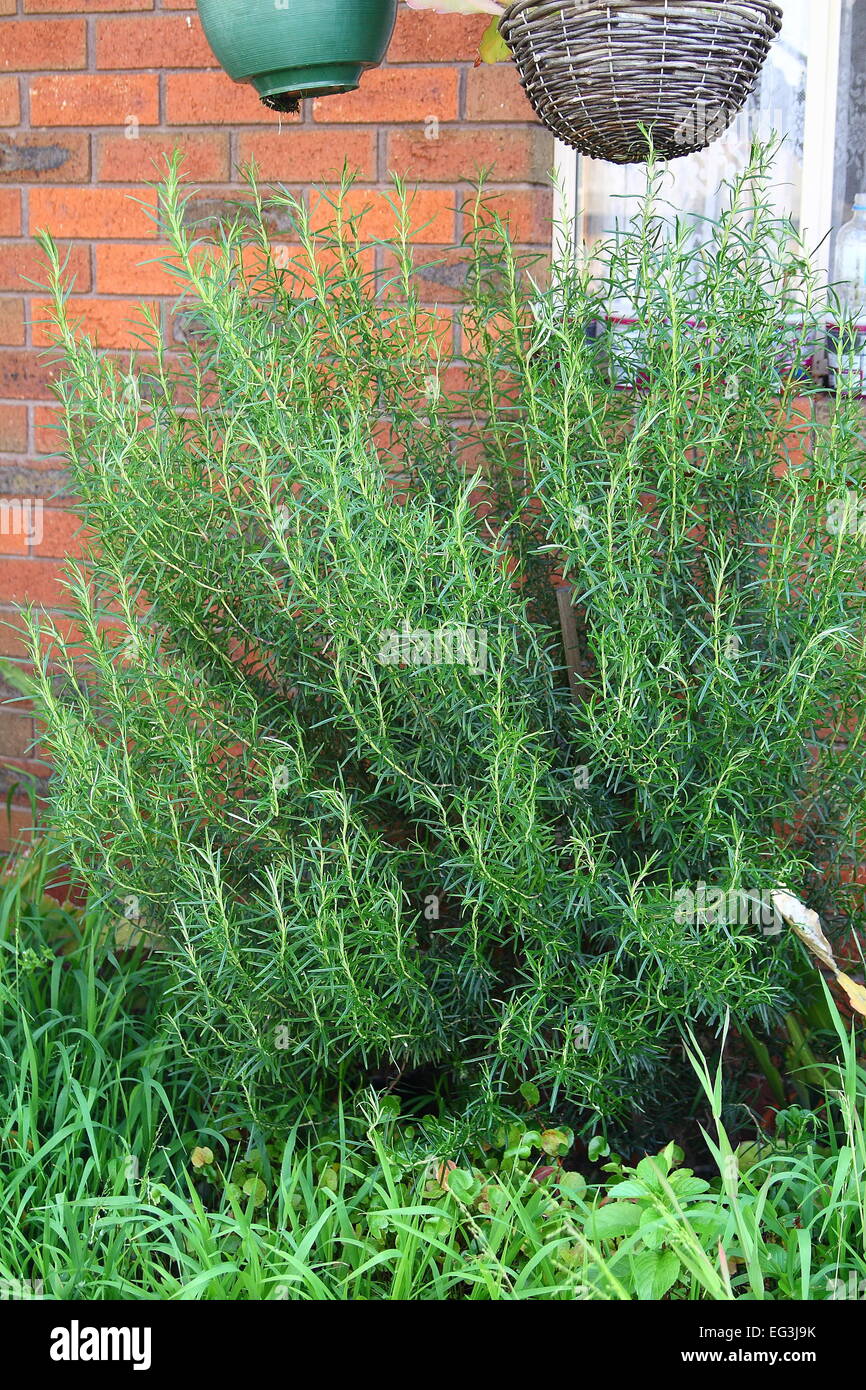 Rosemary herb plant hi-res stock photography and images - Alamy