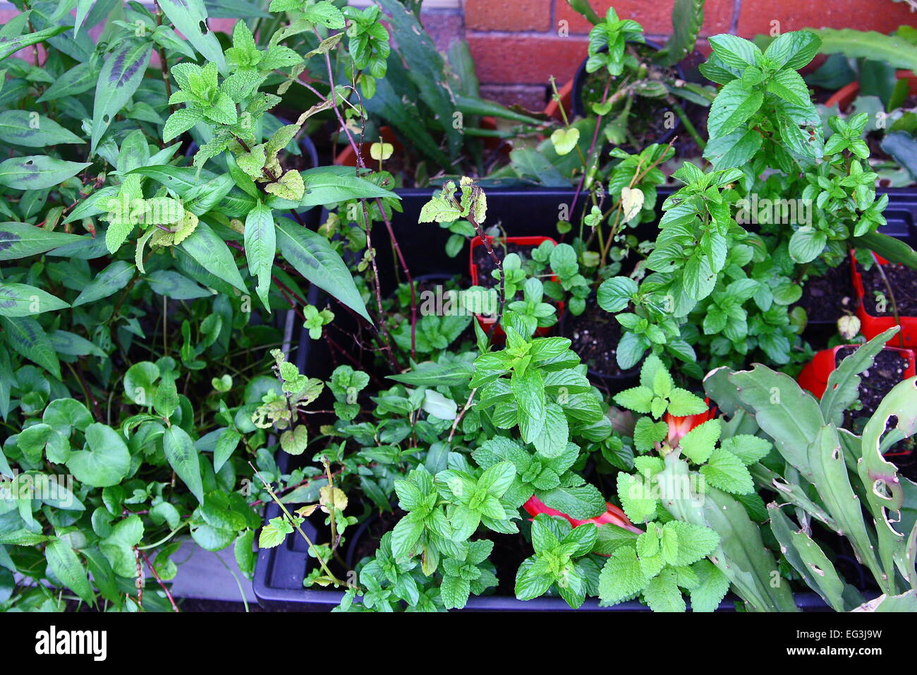 Mints mints in container hi-res stock photography and images - Alamy