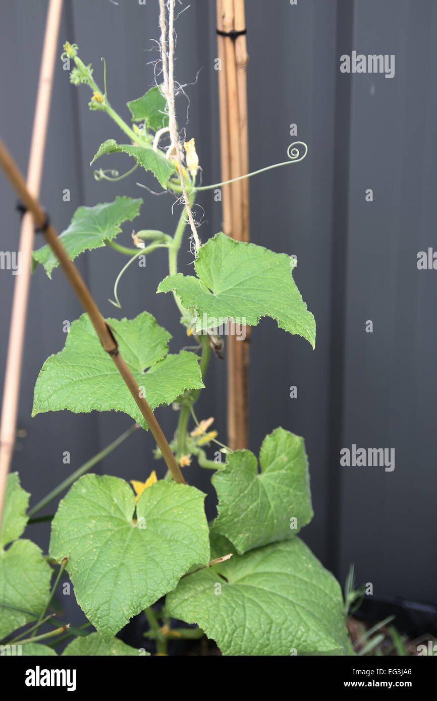 Creeping Cucumber Plant Stock Photos & Creeping Cucumber Plant Stock ...