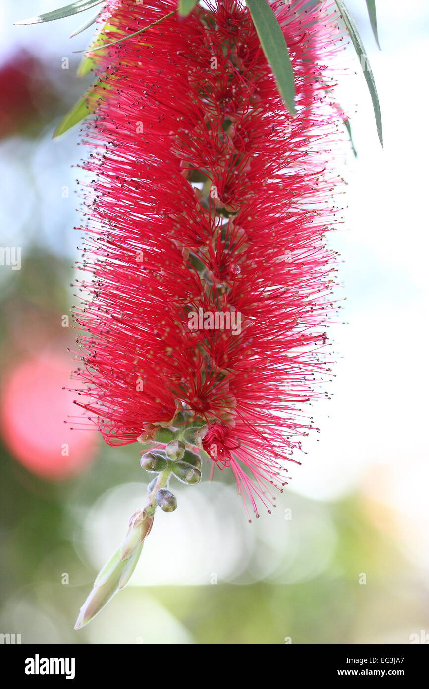 Plant callistemon red bottlebrush hi-res stock photography and images ...