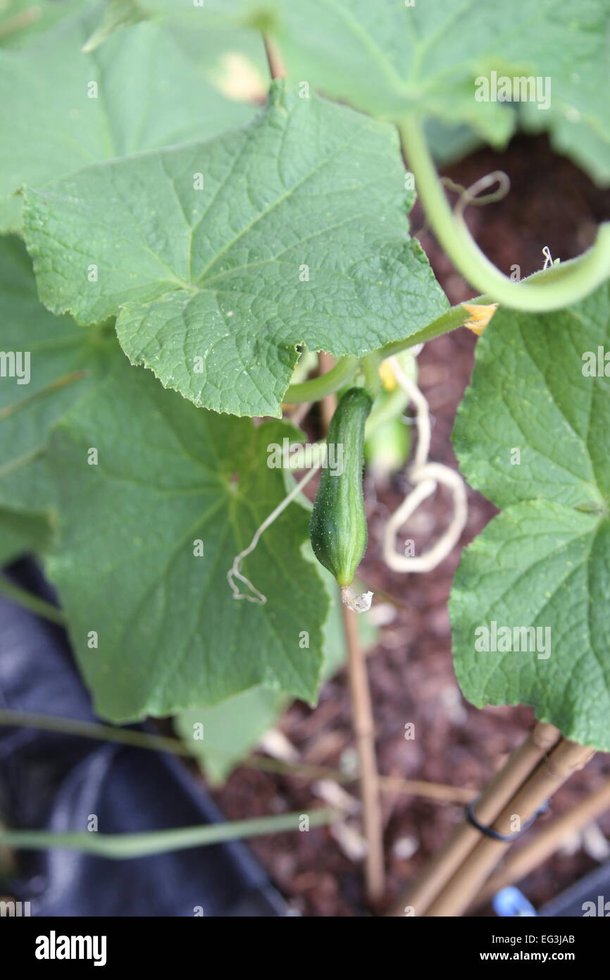 Creeping cucumber plant hi-res stock photography and images - Alamy