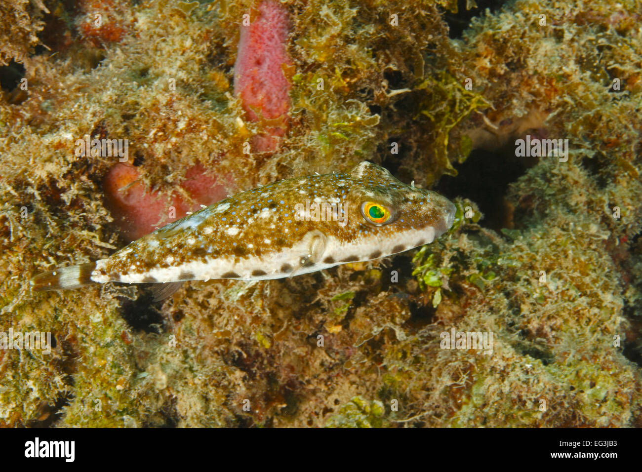 Bandtail Puffer (Sphoeroides spengleri) on a Coral Reef - Roatan ...