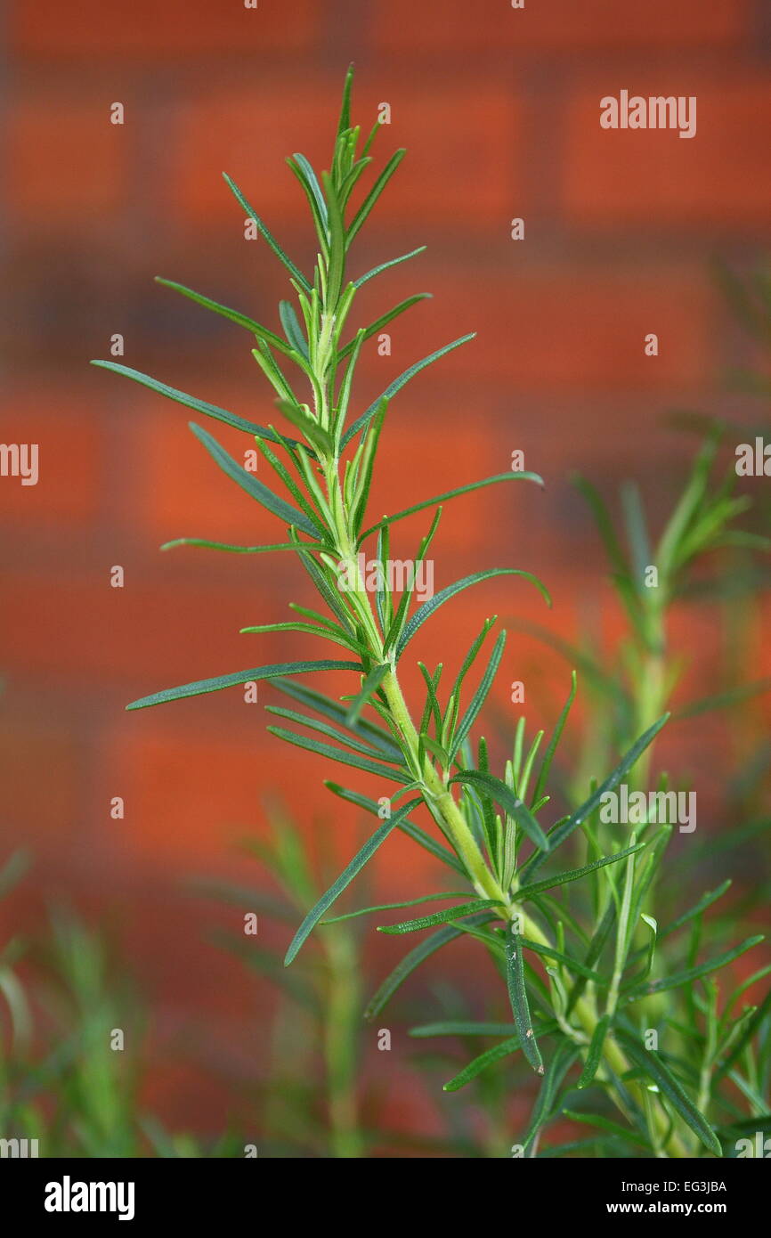 Close up of Rosemary plant Stock Photo - Alamy