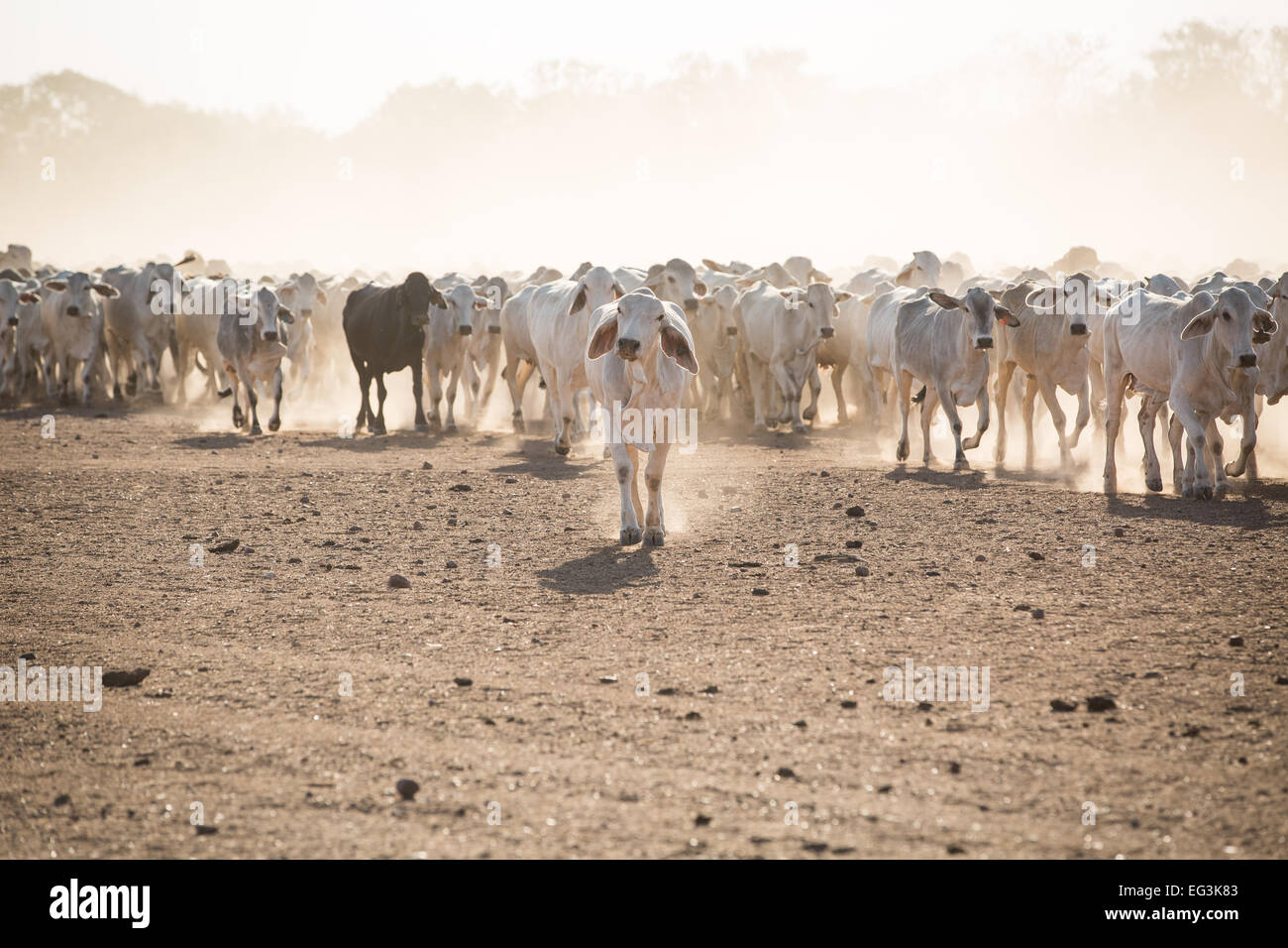 Herding beef cattle on a farm in Australia Stock Photo - Alamy
