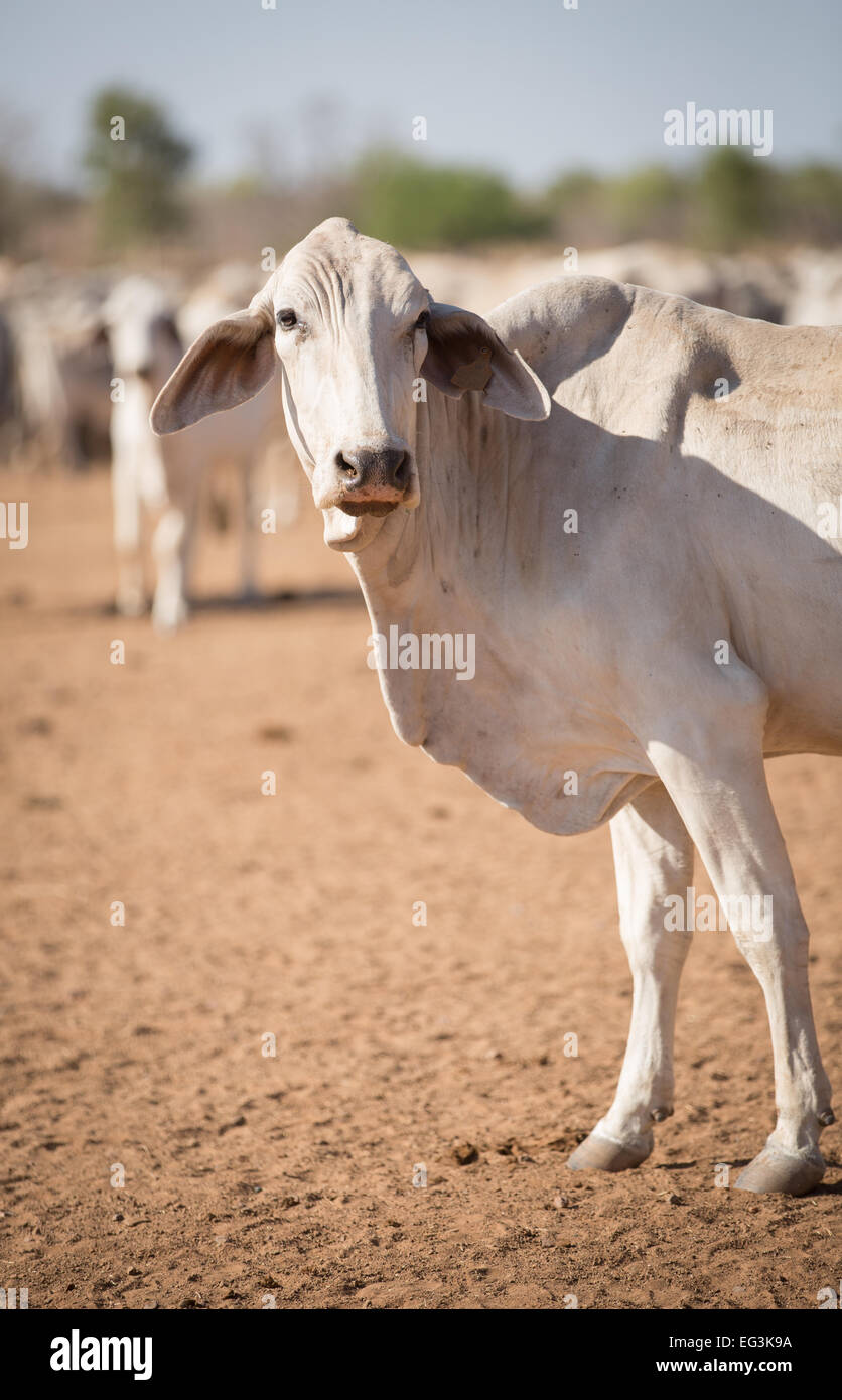 Australia Farm Cow High Resolution Stock Photography and Images - Alamy