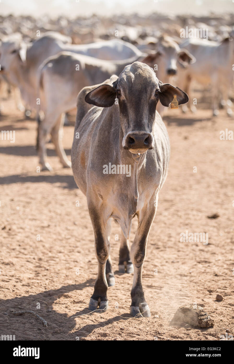 Australia Farm Cow High Resolution Stock Photography and Images - Alamy