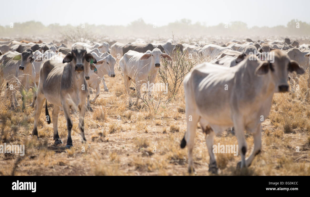 Australia Farm Cow High Resolution Stock Photography and Images - Alamy