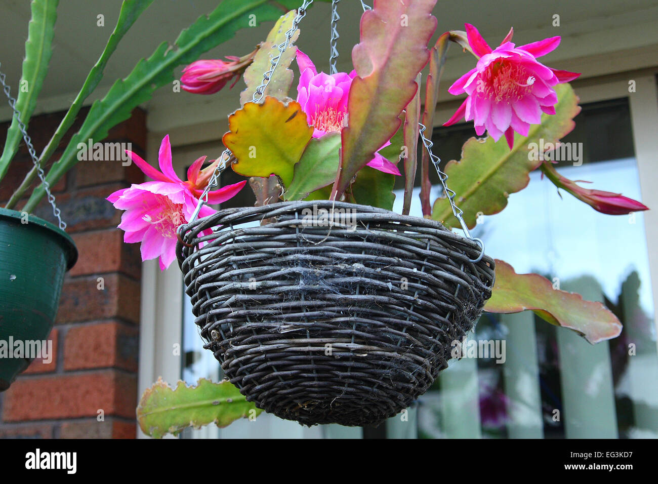 Pink Epiphyllum Madras Ribbon or known as Orchid cactus Stock Photo - Alamy