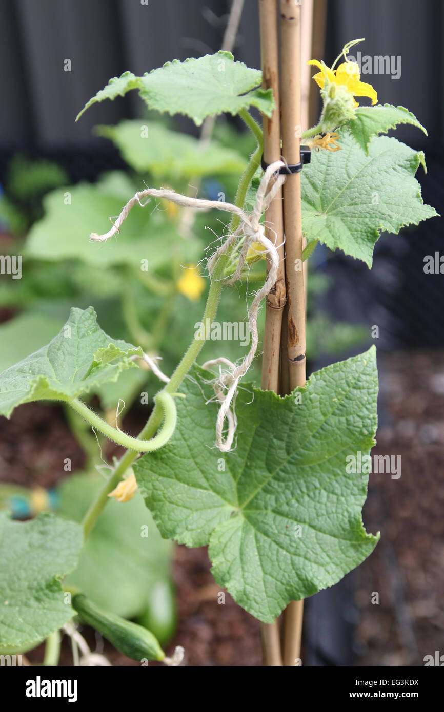 Baby Cucumber Plant