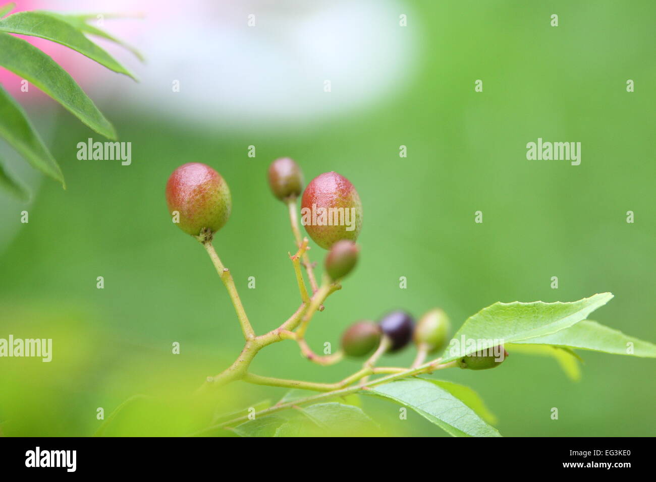 Curry Plant - Murraya Koenigii Seeds Stock Photo - Alamy