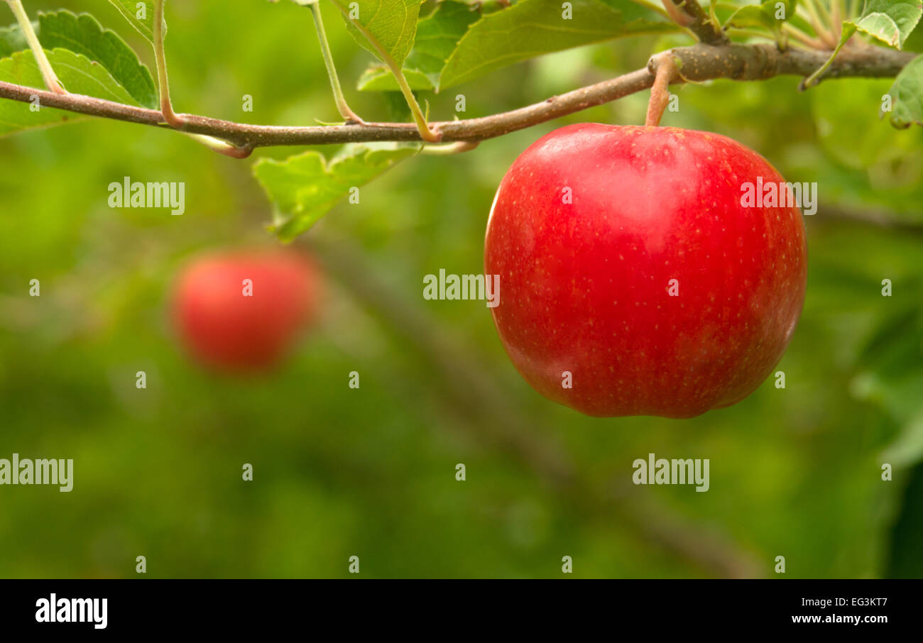 Crop and orchard vertical hi-res stock photography and images - Alamy