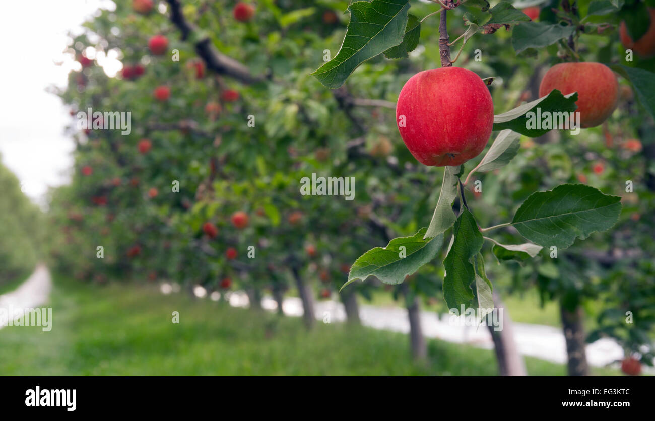 Vertical composition industrial apple orchard fruit trees Stock Photo ...
