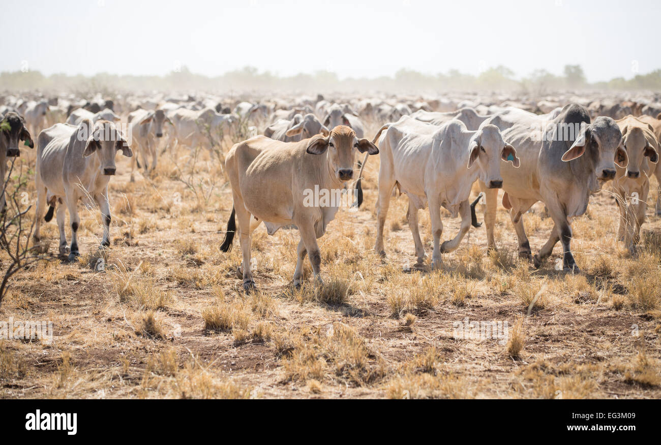 Cattle farm australia hi-res stock photography and images - Alamy