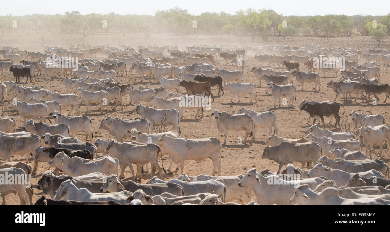Australian cattle farm hi-res stock photography and images - Alamy