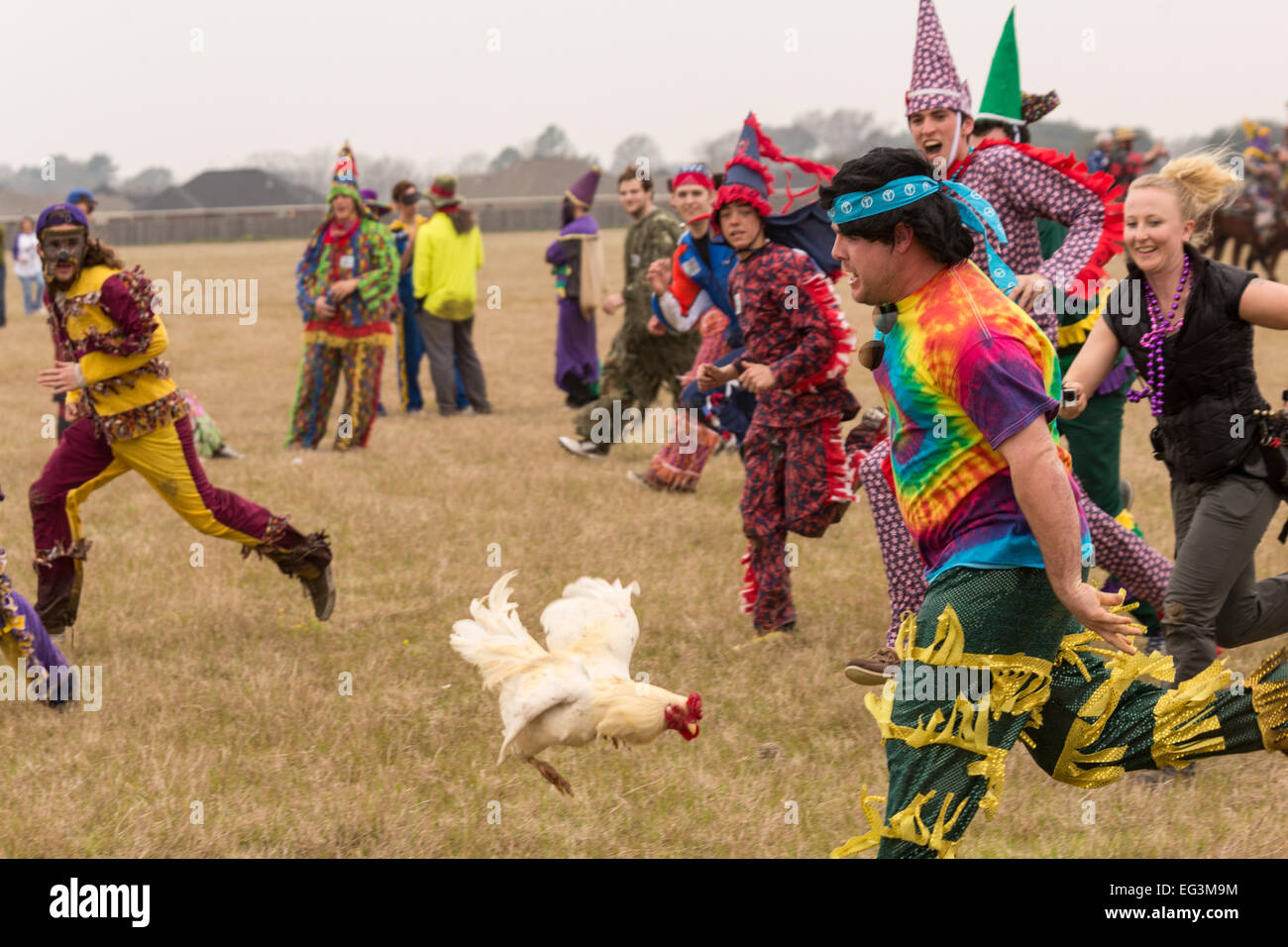 Revelers dive to capture a live chicken during the traditional Cajun ...