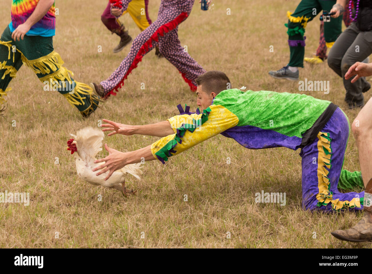 Revelers dive to capture a live chicken during the traditional Cajun ...