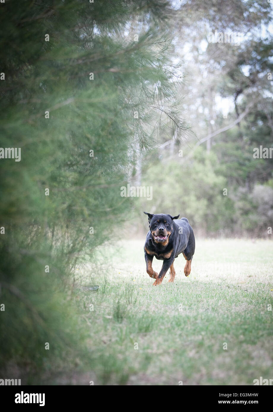 Rottweiler running hi-res stock photography and images - Alamy