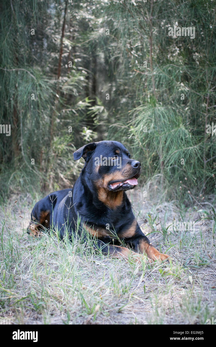 A friendly looking Rottweiler Stock Photo - Alamy