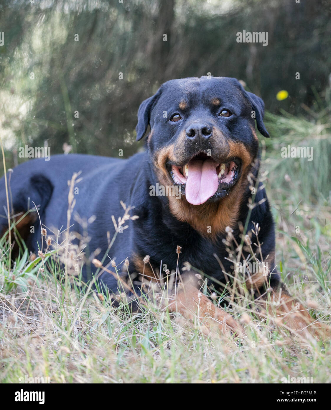 Looking fierce hi-res stock photography and images - Alamy