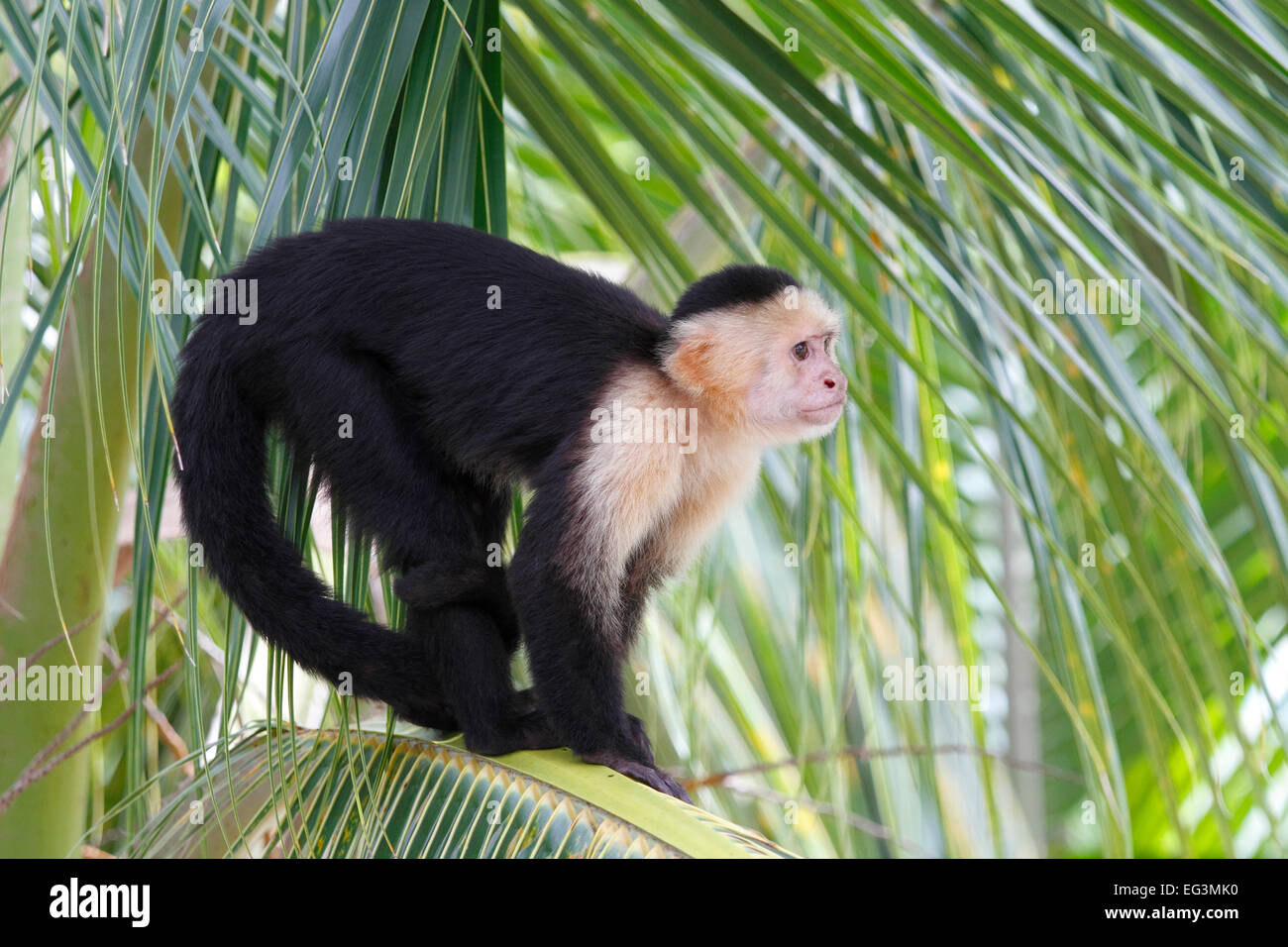 White-headed Capuchin Monkey (Cebus capucinus) in a Palm Tree - Roatan ...