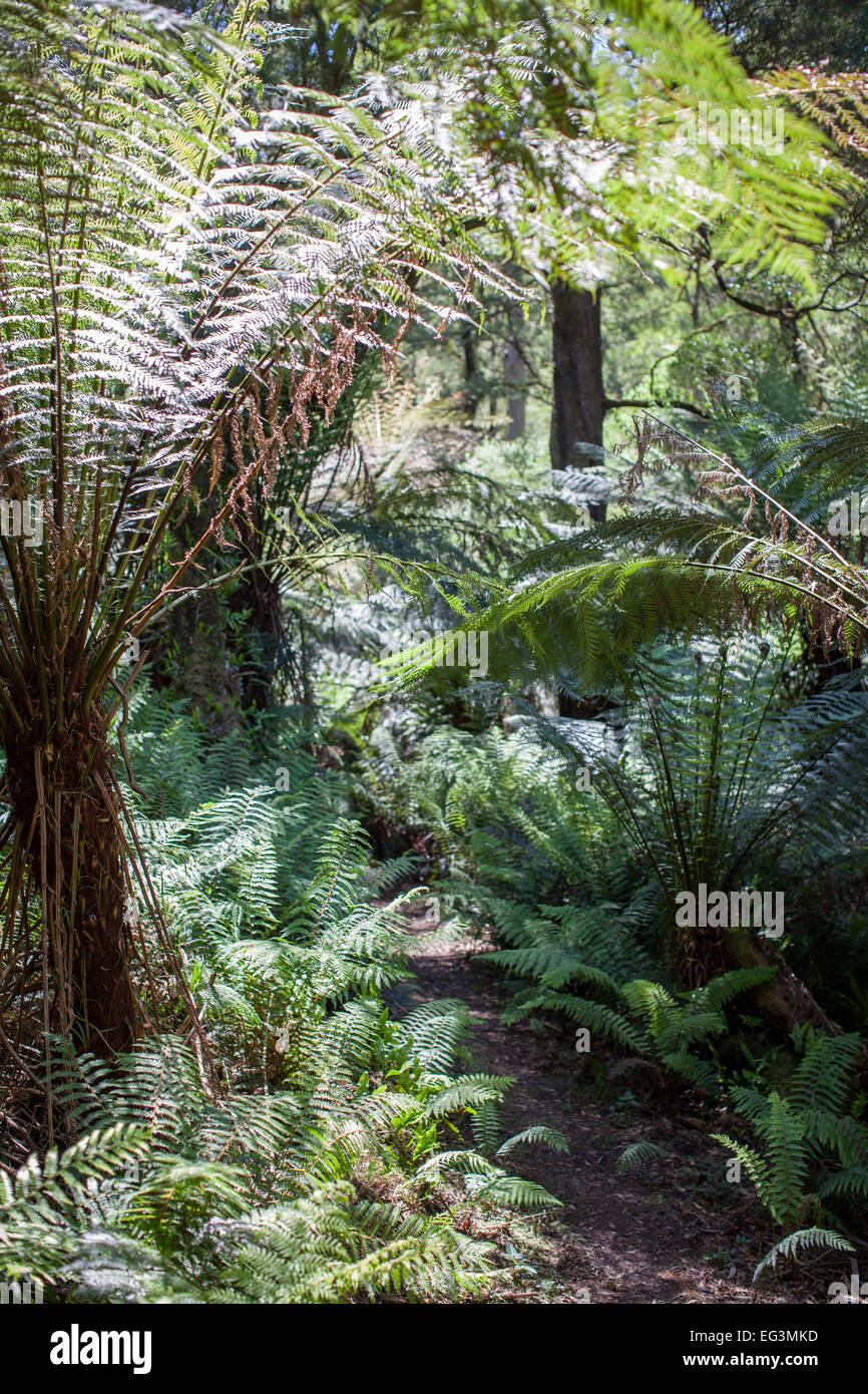 Walking trails in Mount Worth State Park, Victoria, Australia Stock ...