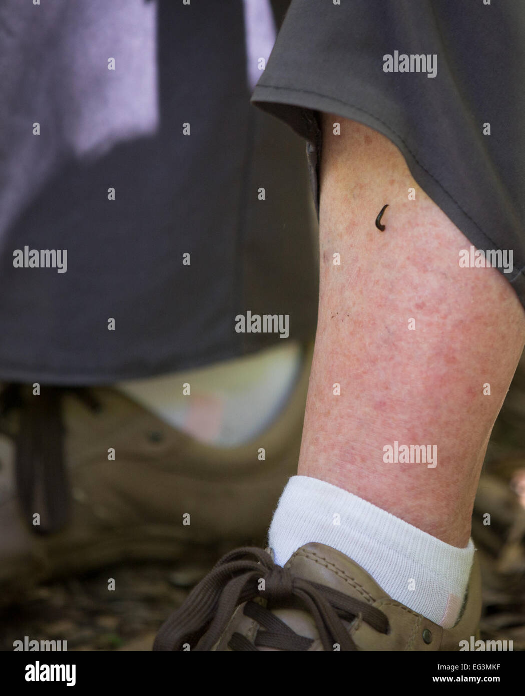 Bloodsucker Leech Stock Photos & Bloodsucker Leech Stock Images - Alamy