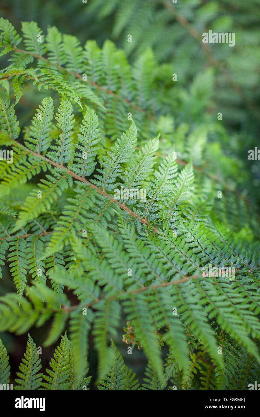 Ferns in the mountain ash forest of Mount Worth State Park, Victoria ...