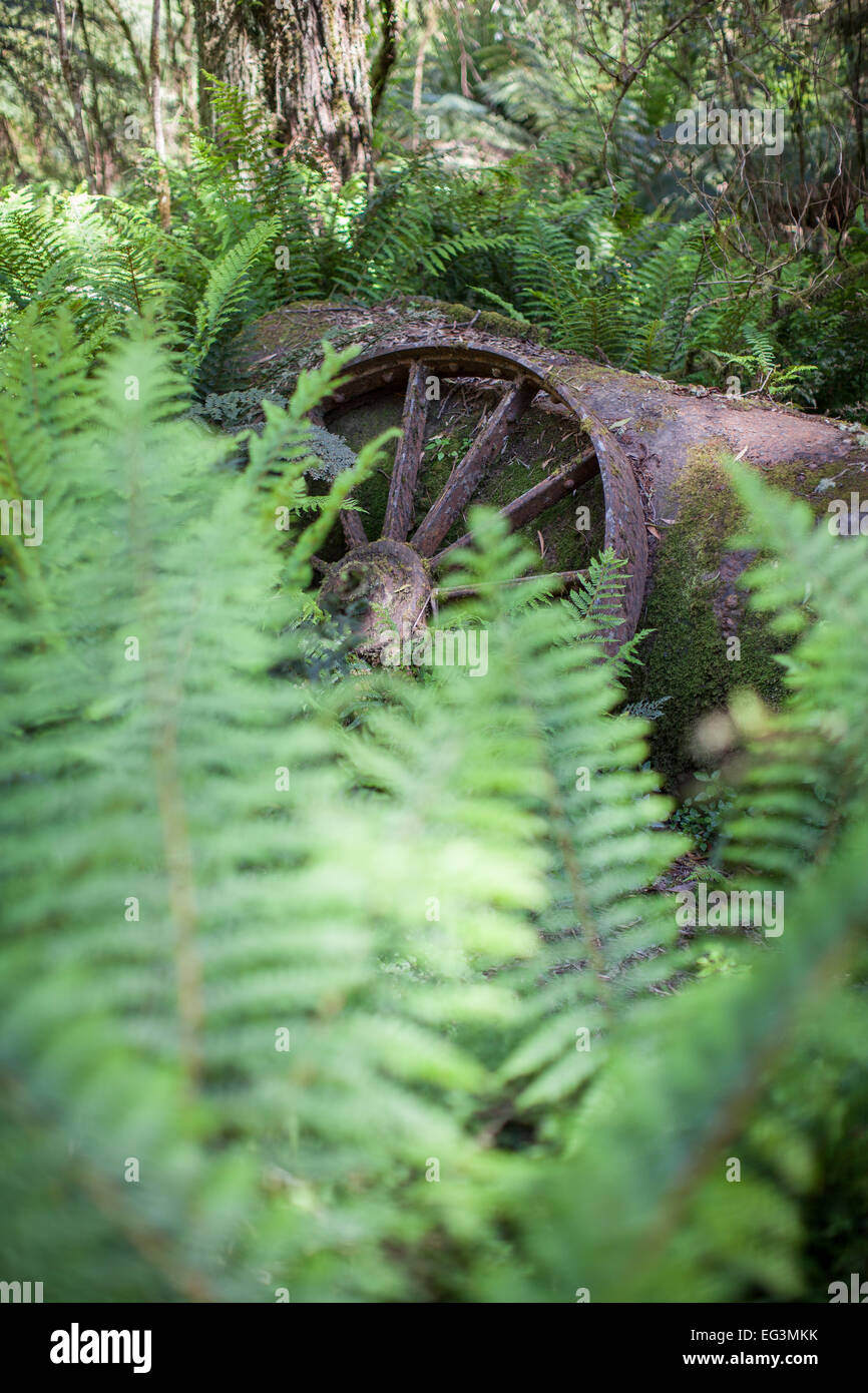 Walking trails in Mount Worth State Park, Victoria, Australia Stock ...
