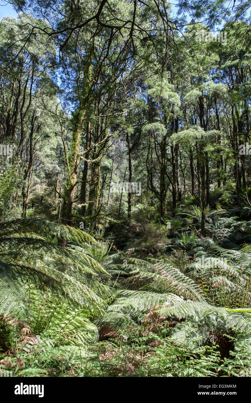 Walking trails in Mount Worth State Park, Victoria, Australia Stock ...