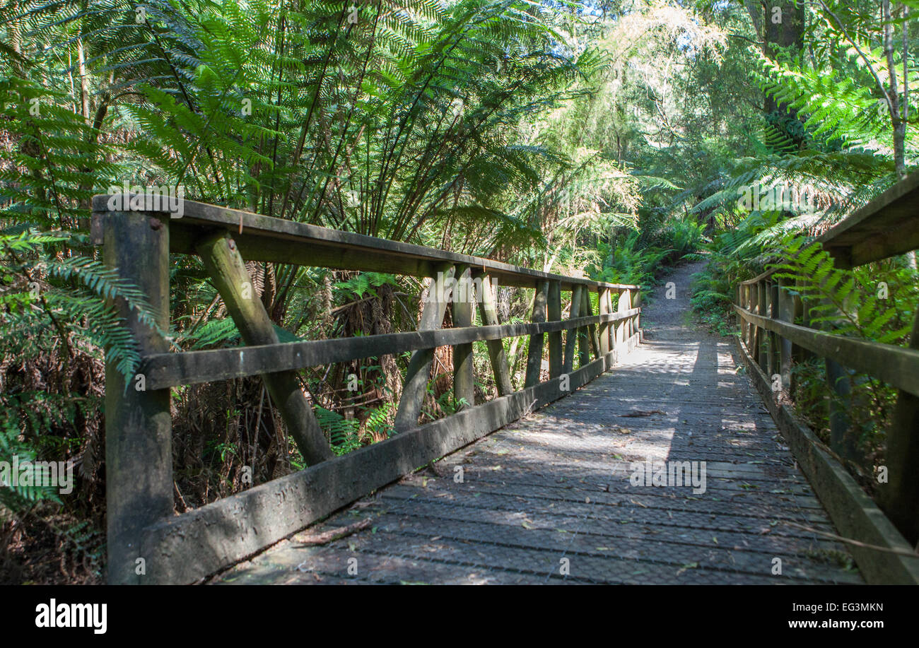 Walking trails in Mount Worth State Park, Victoria, Australia Stock ...