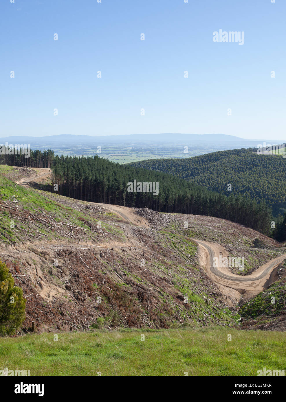 Commercial logging at Warragul pine plantation near Cloverlea and Mount ...