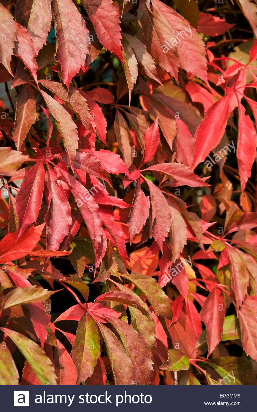 Virginia Creeper Garden Stock Photos & Virginia Creeper Garden Stock ...