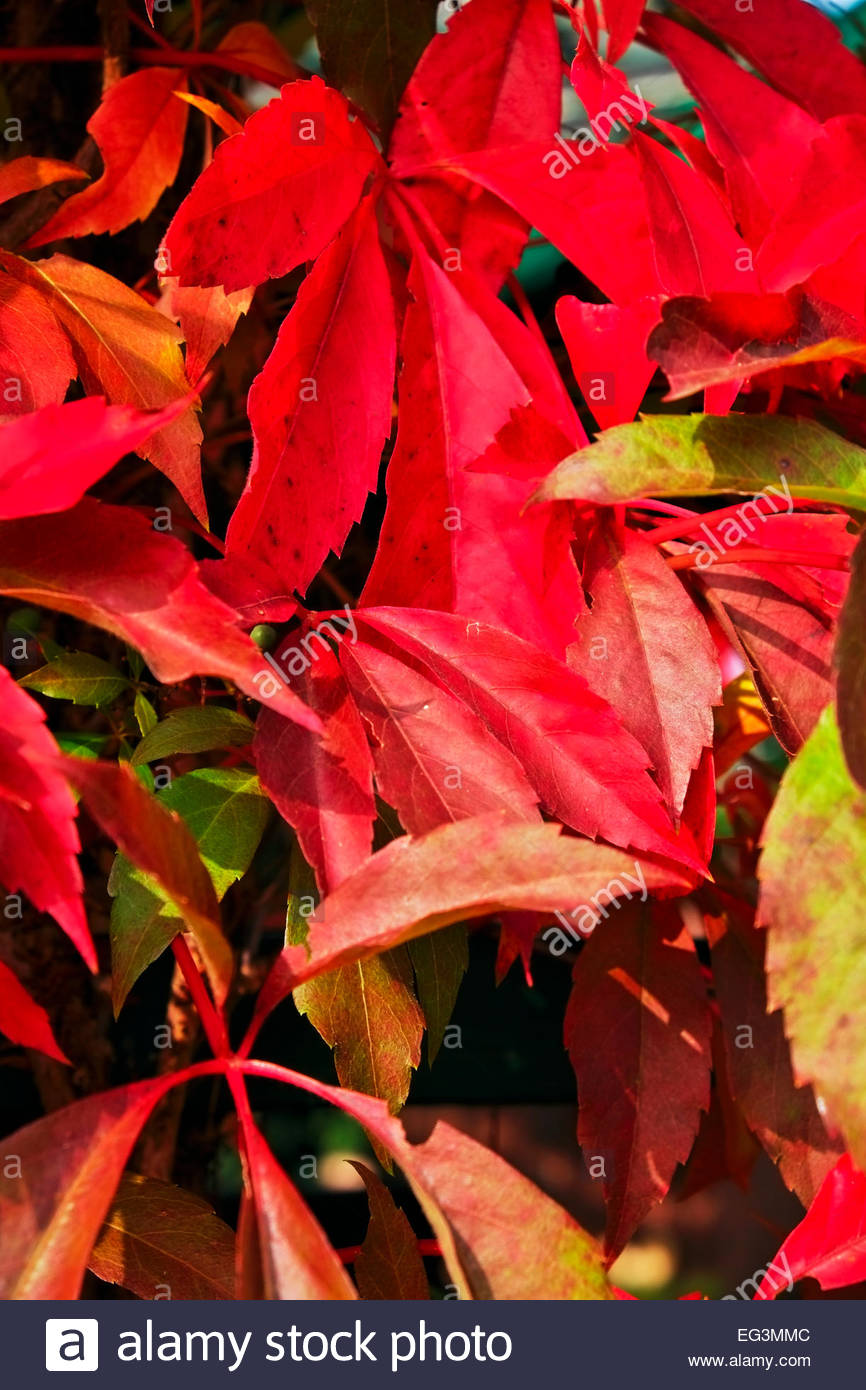 Virginia Creeper Garden Stock Photos & Virginia Creeper Garden Stock ...