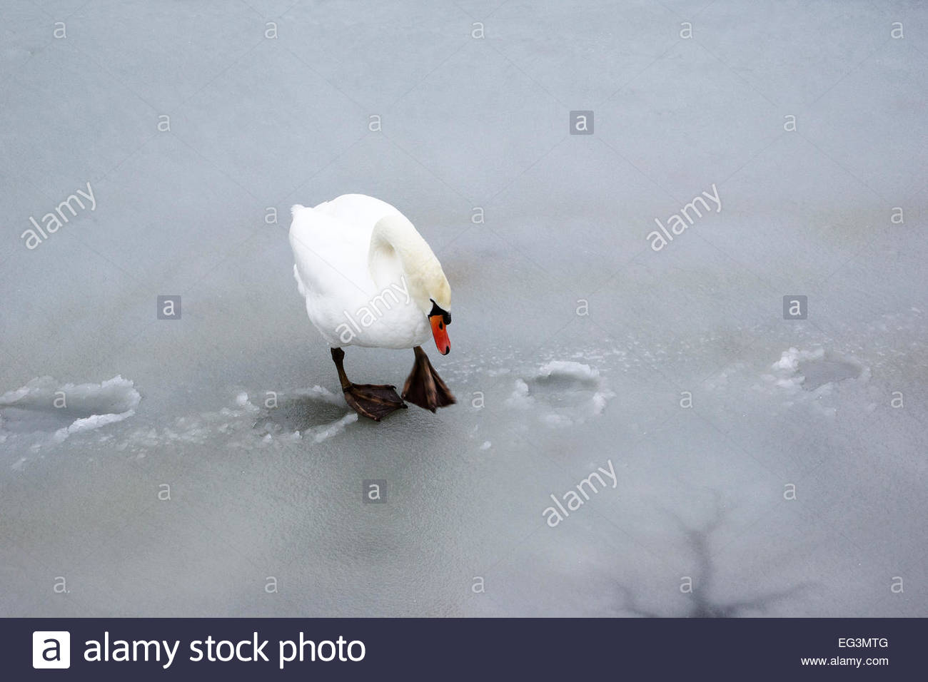 Swan Footprints High Resolution Stock Photography and Images - Alamy