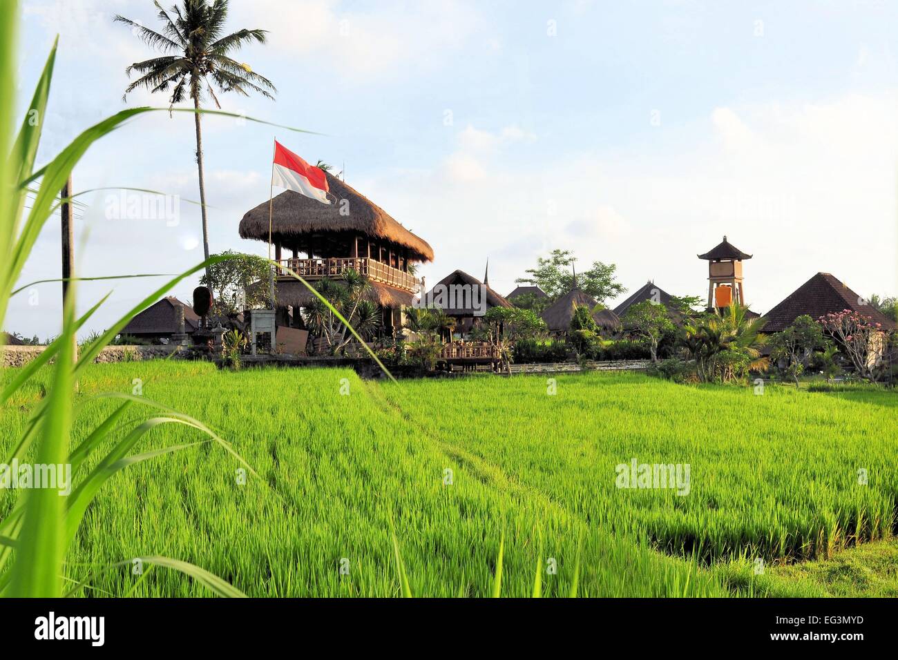 Huts flowing the Indonesian flag in green rice paddies near Ubud, Bali ...