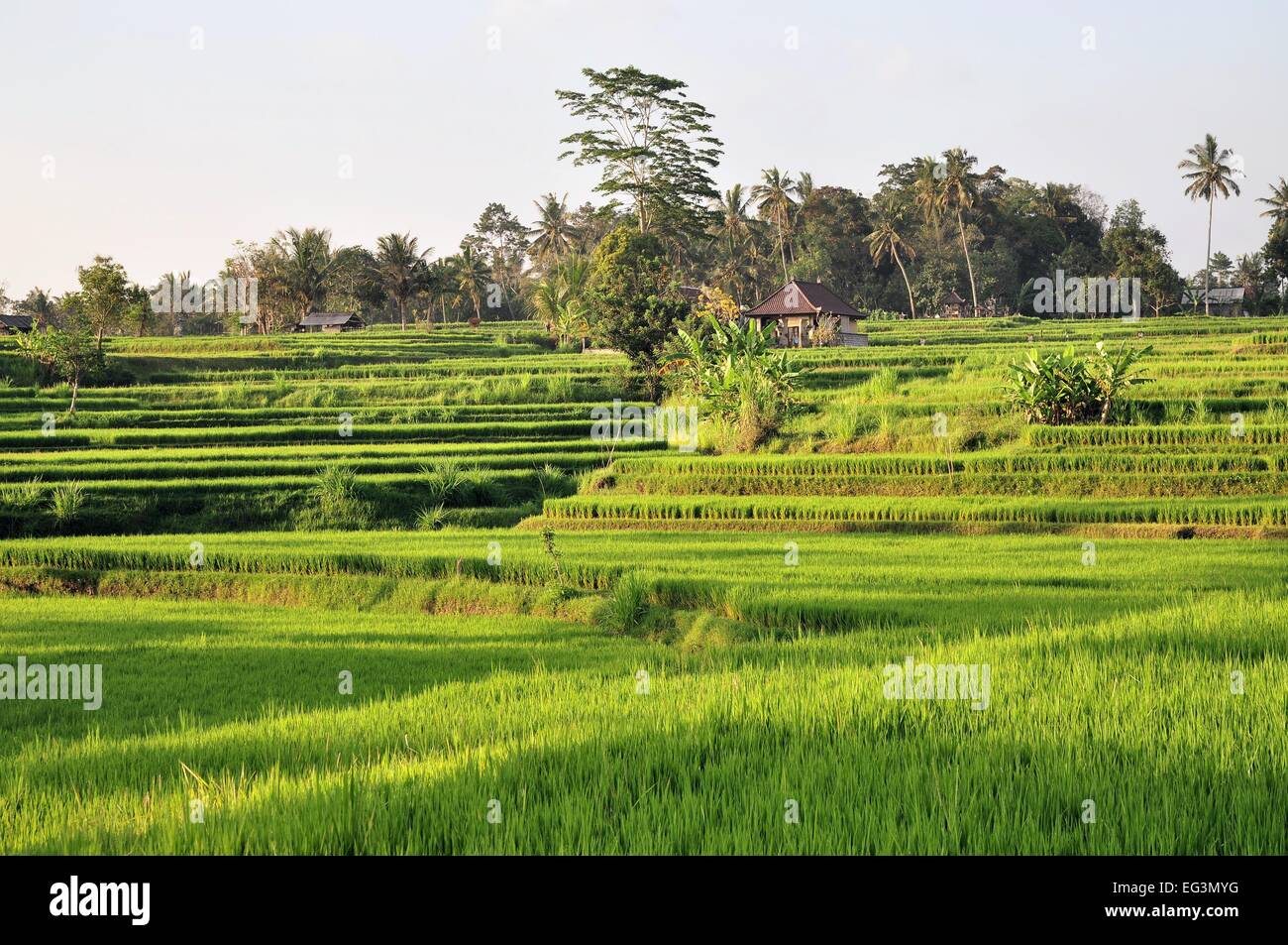 Stepped rice field hi-res stock photography and images - Alamy