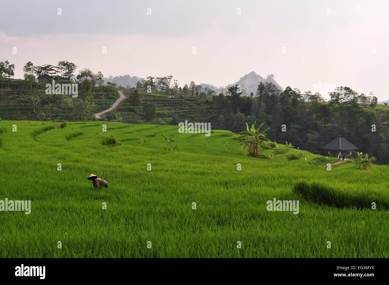 Stepped field hi-res stock photography and images - Alamy