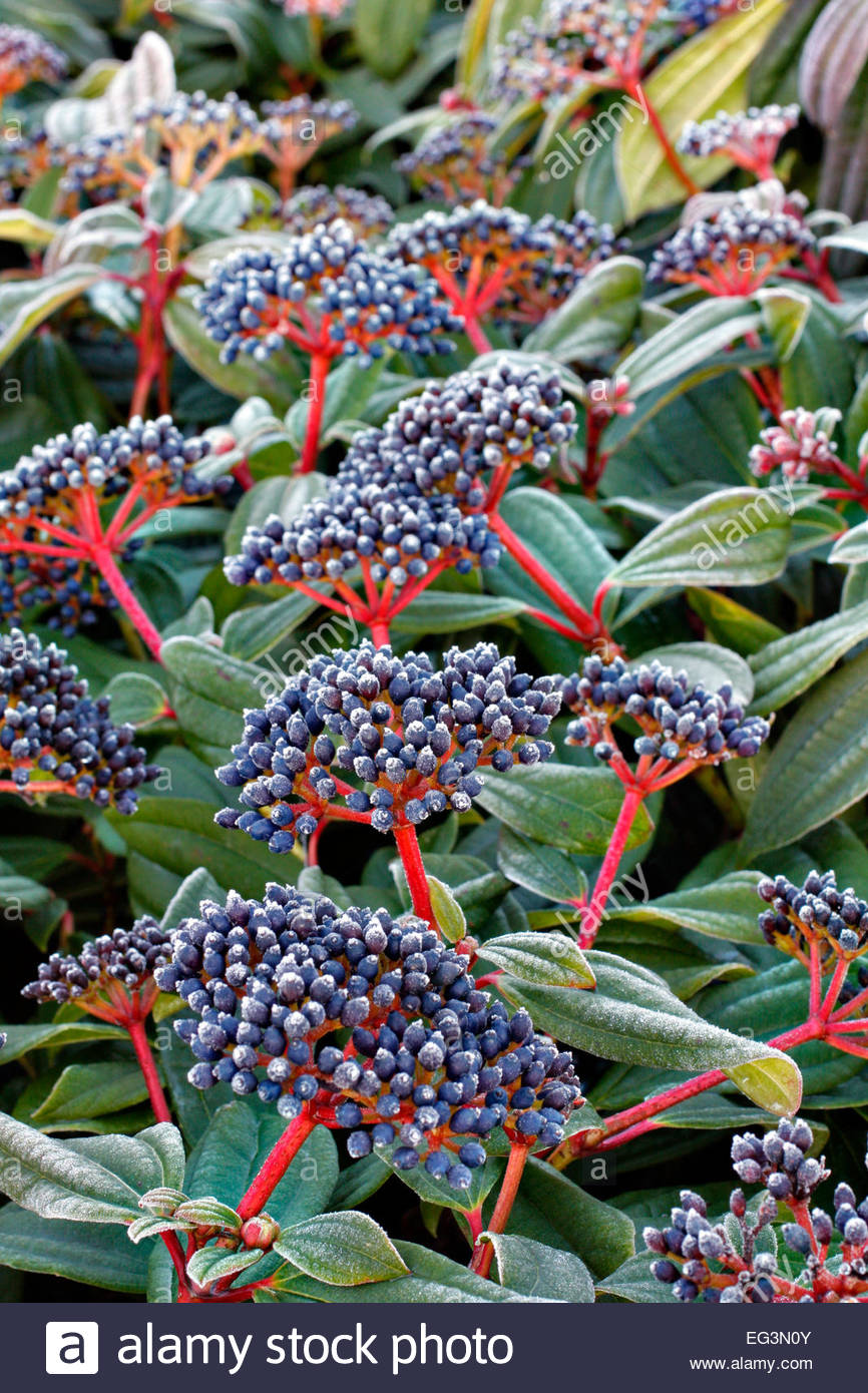 Viburnum Davidii Stock Photos & Viburnum Davidii Stock Images - Alamy
