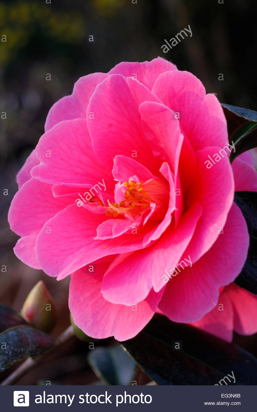 Reticulata Camellia Stock Photos & Reticulata Camellia Stock Images - Alamy