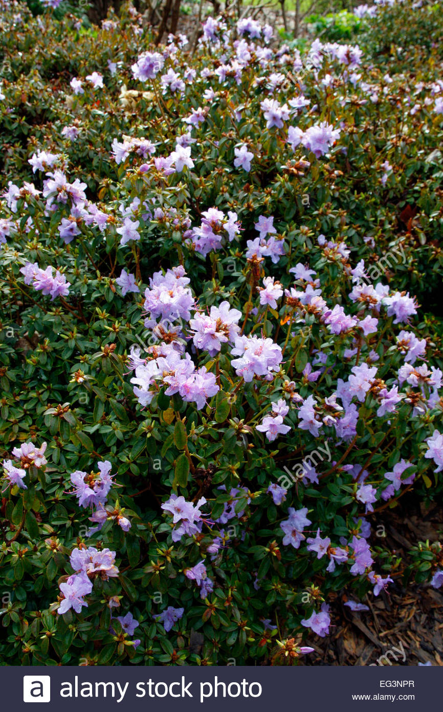 Diamond Plant Stock Photos & Diamond Plant Stock Images - Alamy