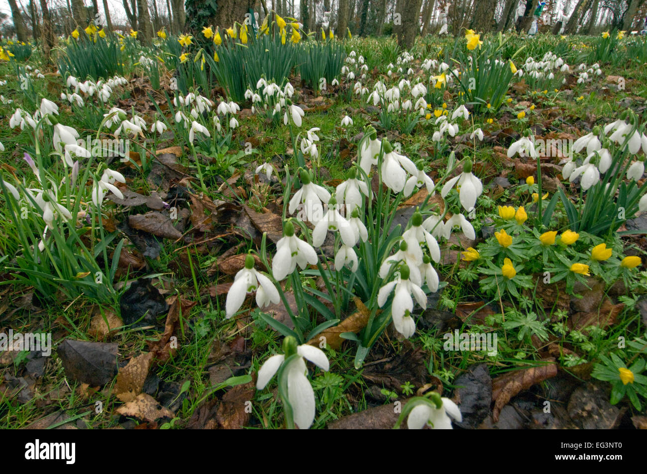 Snowdrops (Galanthus) growing in a woodland setting at Avon Bulbs Ltd ...