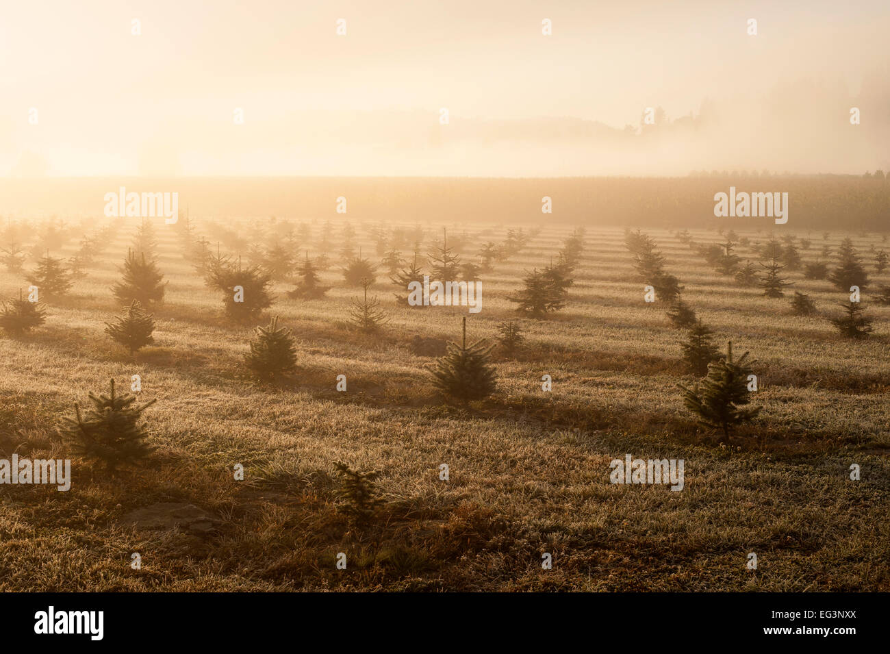 Christmas Tree farm at sunrise with trees in rows Stock Photo - Alamy