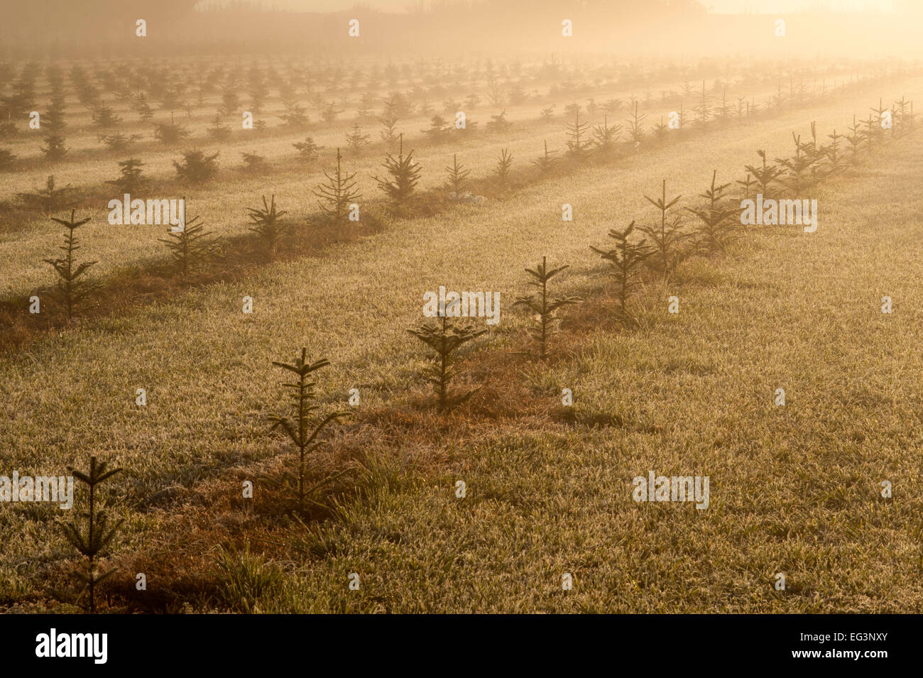 Christmas Tree farm at sunrise with trees in rows Stock Photo - Alamy