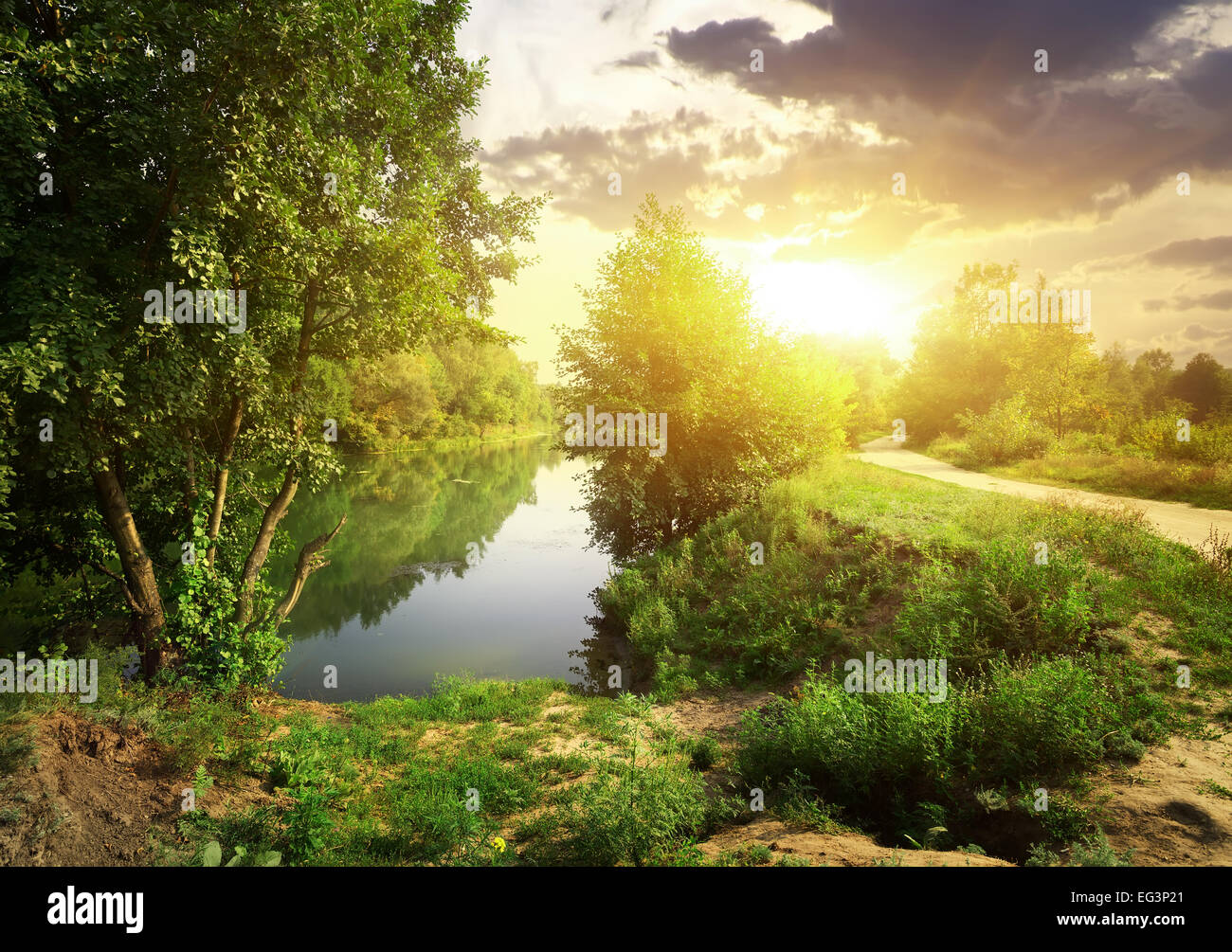 Sunny evening in wild forest hi-res stock photography and images - Alamy