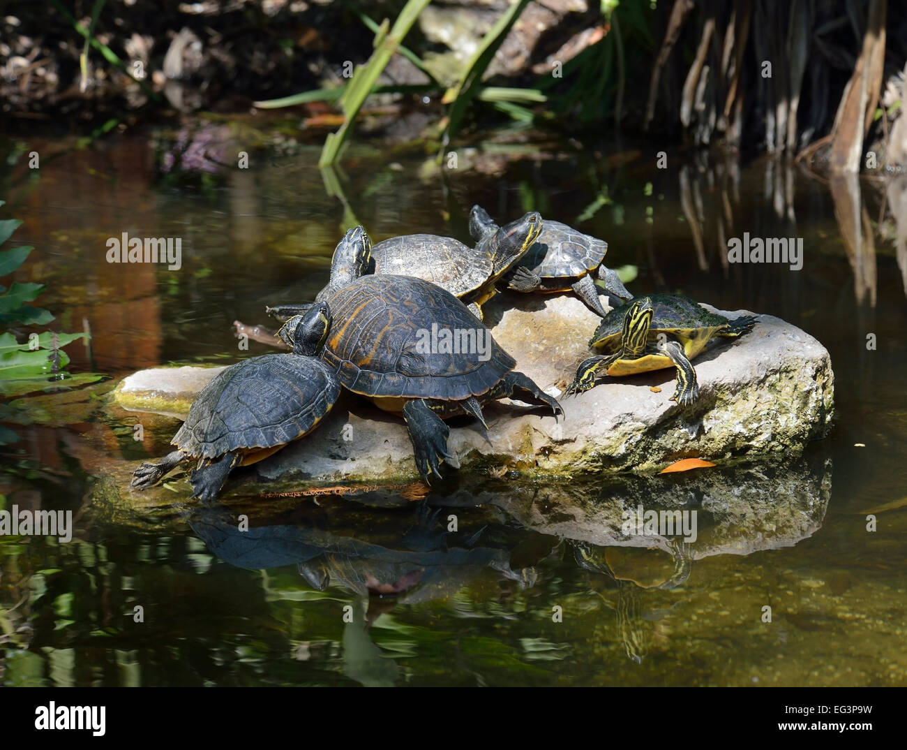 Yellow-bellied Slider Turtles Basking Stock Photo - Alamy