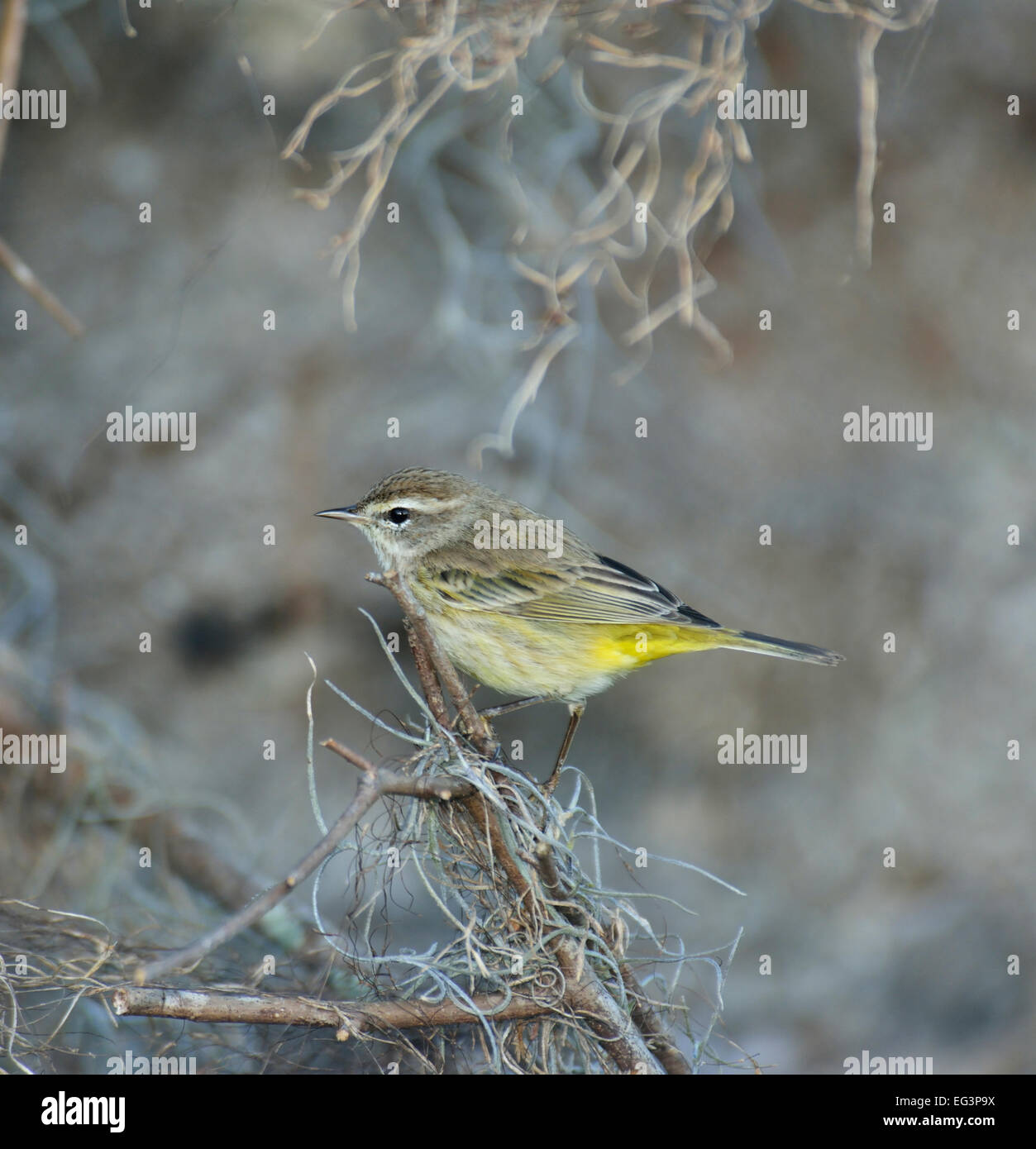 Warbling viréo hi-res stock photography and images - Alamy